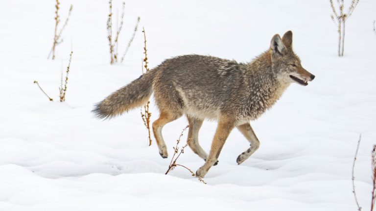 Coyote Hunting In Utah: Predator Control Program