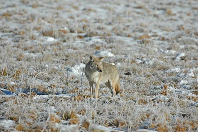 Coyote Hunting In Utah: Predator Control Program