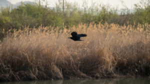 9 Crow Hunting Tips Beginners and Seasoned Hunters Should Know