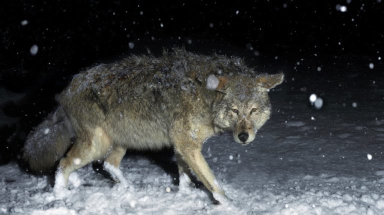 How to Have A Successful Coyote Hunting at Night